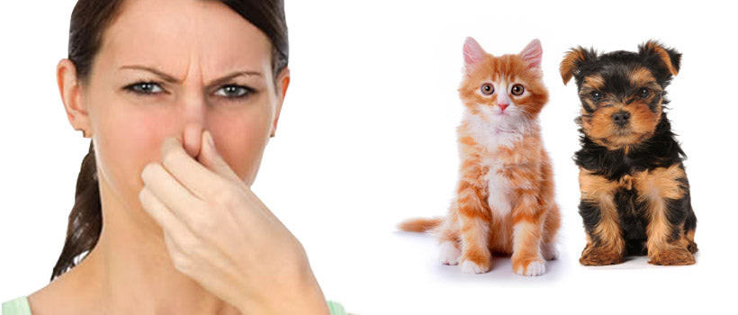 How to Remove Domestic Pet Odors – Biocide Systems
